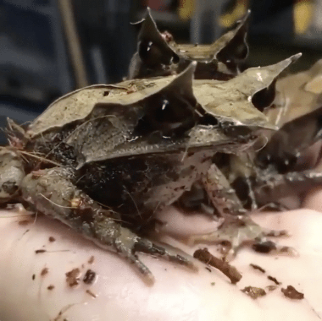 Malayan Leaf Frog