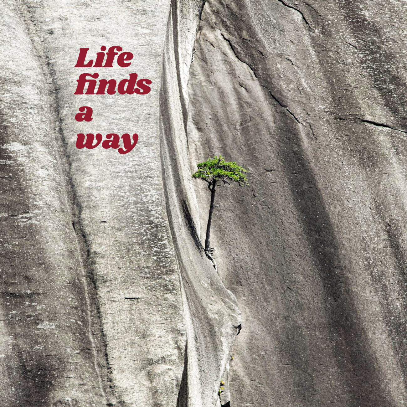 Life finds a way
