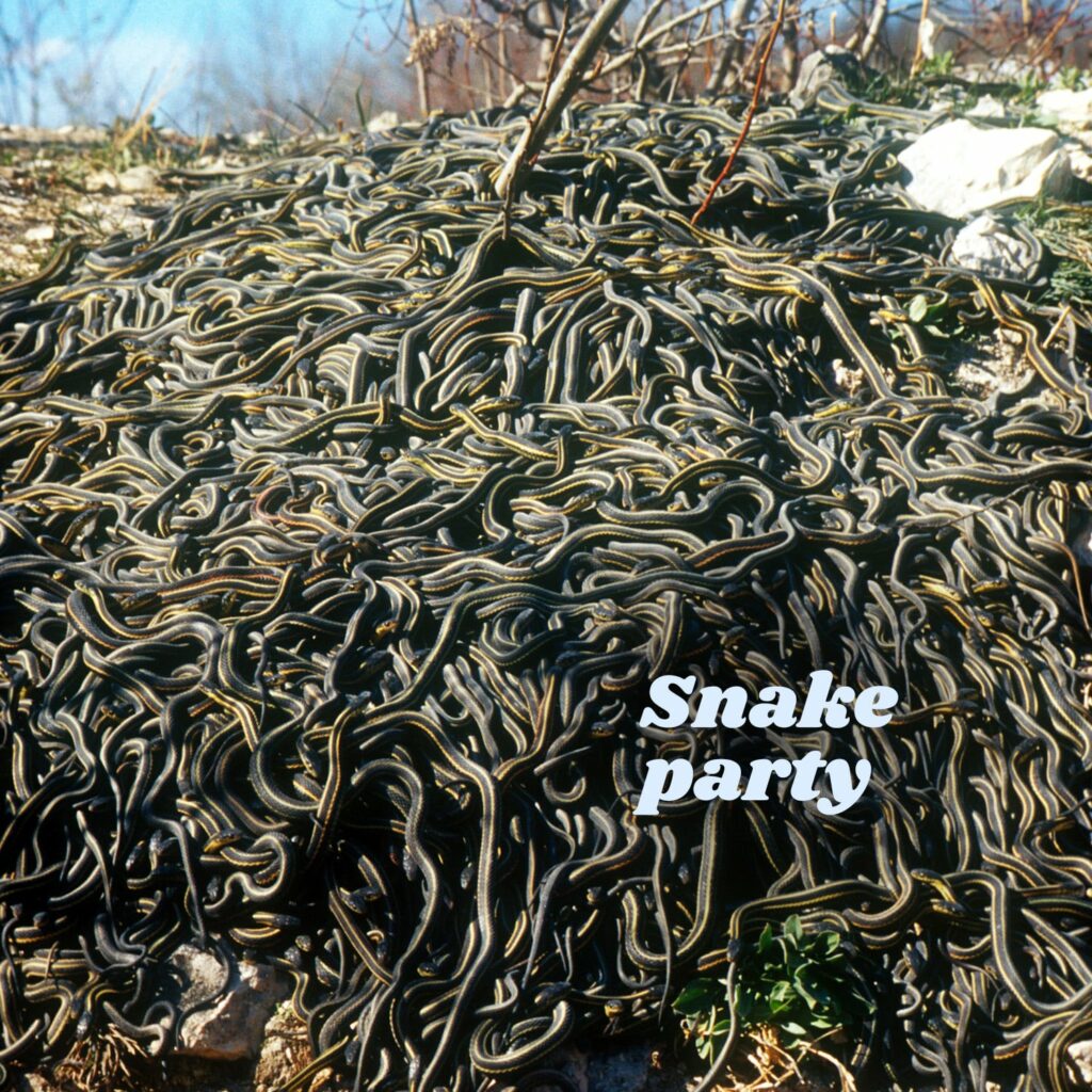 Snake party