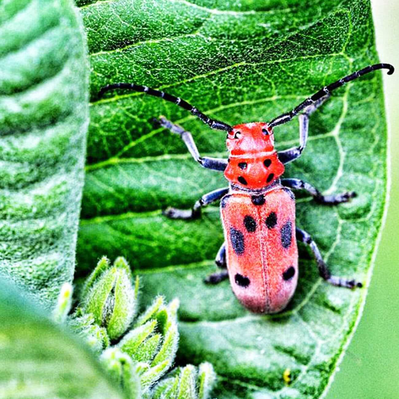 Red Milkweed Beetle