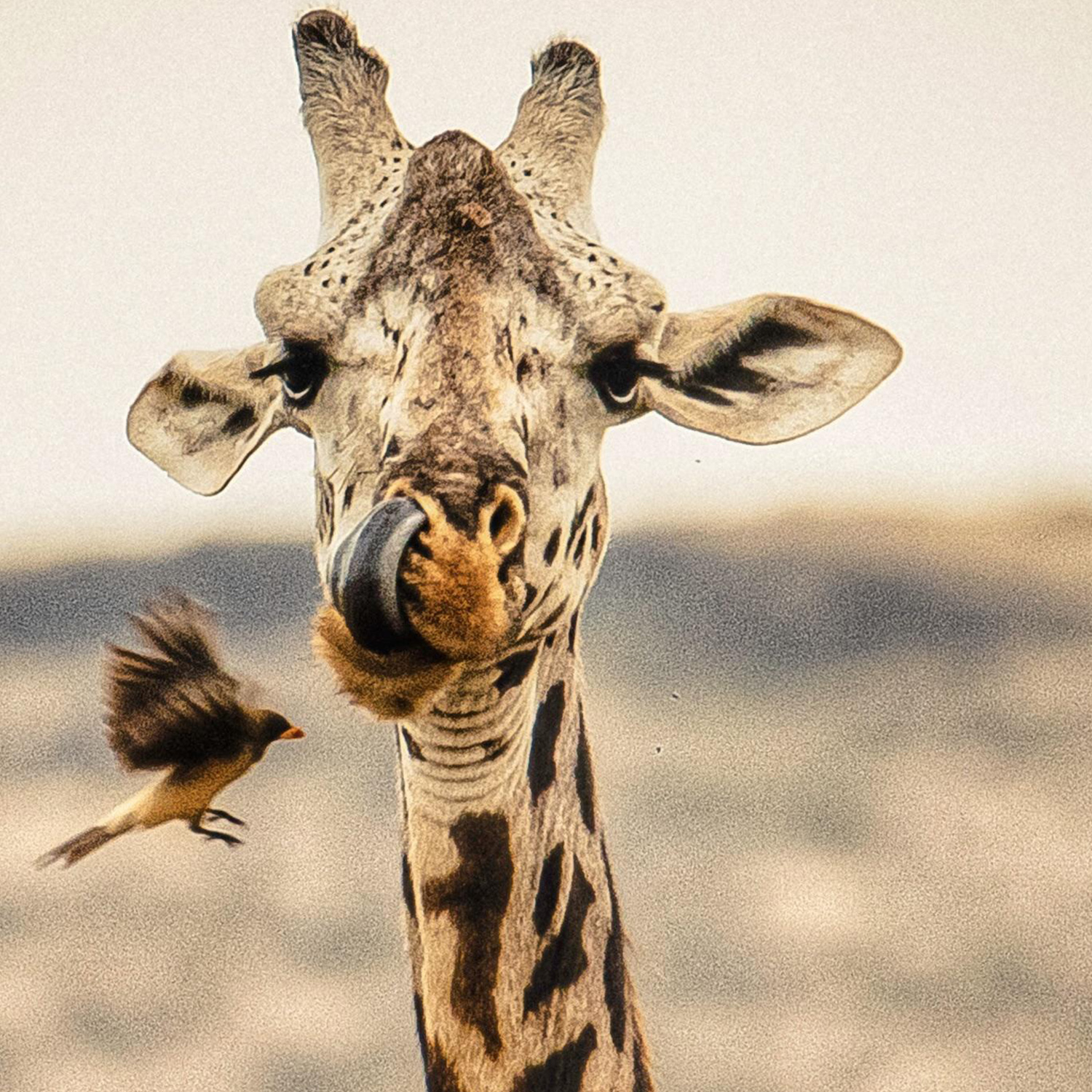 Something in my nose?